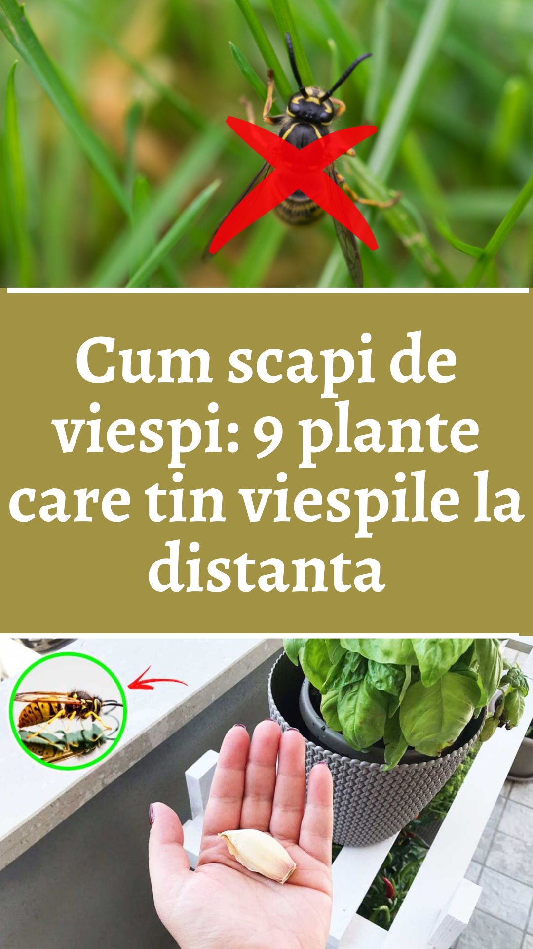 Cum scapi de viespi: 9 plante care tin viespile la distanta - IdeiPractice.ro