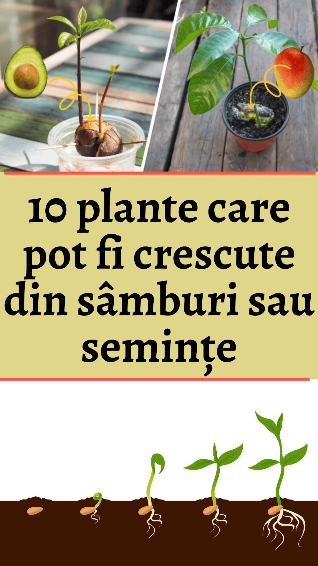 9 plante care pot fi crescute din sâmburi sau semințe - IdeiPractice.ro
