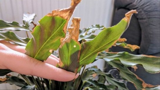 Plante bolnave și pe moarte: udă-le cu această infuzie și își vor ...