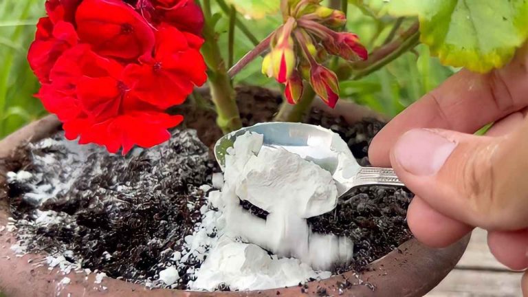 3 sfaturi pentru a avea o mușcată sănătoasă care să înflorească ...