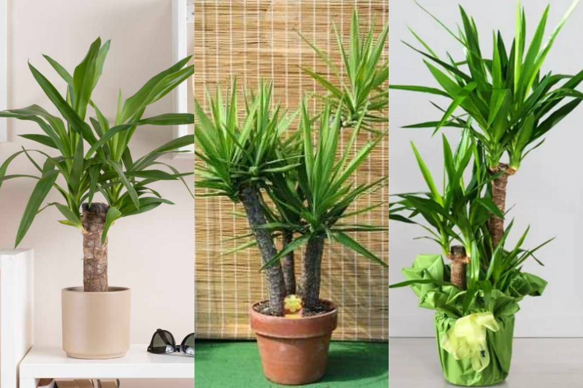 Trunchiul fericirii (Dracaena fragrans): îngrijire, udare, înmulțire ...