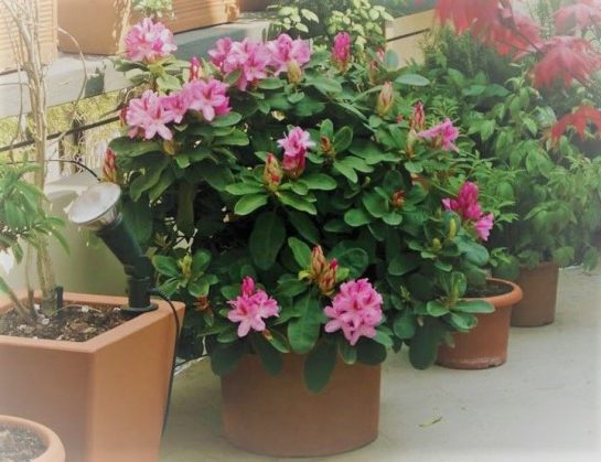 Plante toxice pentru pisici și câini - IdeiPractice.ro