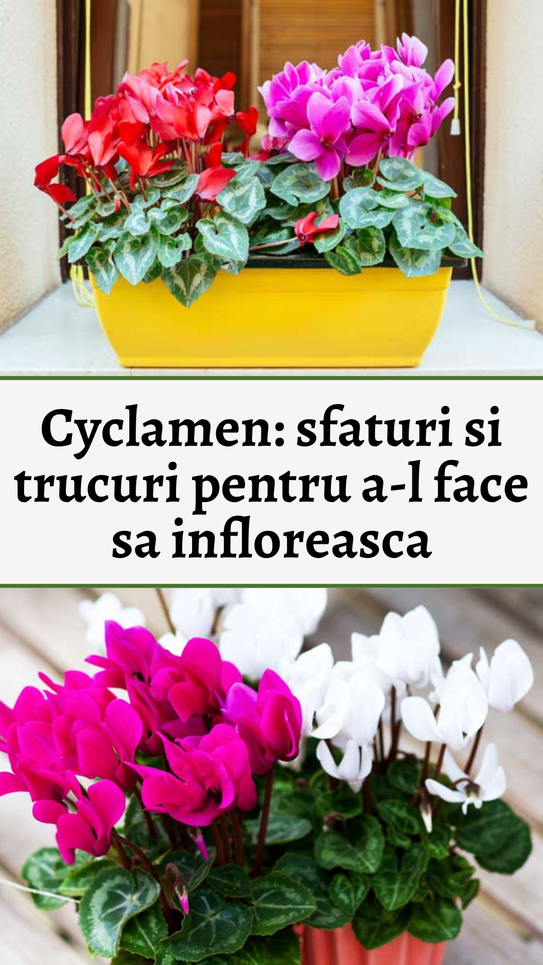 Cyclamen: sfaturi si trucuri pentru a-l face sa infloreasca ...