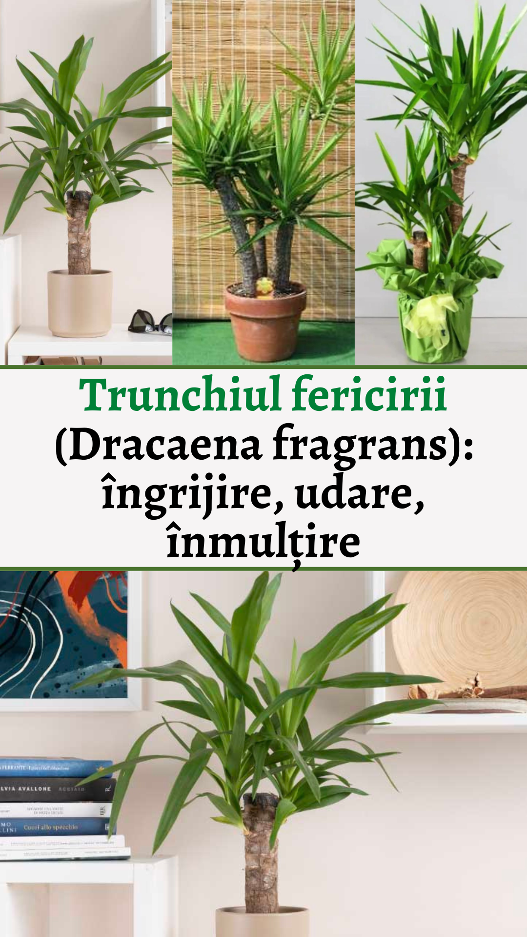 Trunchiul fericirii (Dracaena fragrans): îngrijire, udare, înmulțire ...