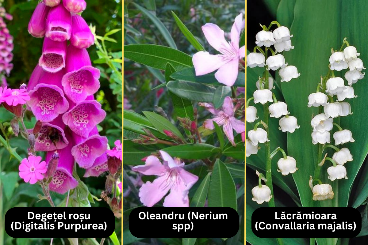 Plante toxice pentru pisici și câini - IdeiPractice.ro