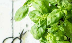 Busuiocul: trucuri și sfaturi pentru a-l avea mereu verde - IdeiPractice.ro