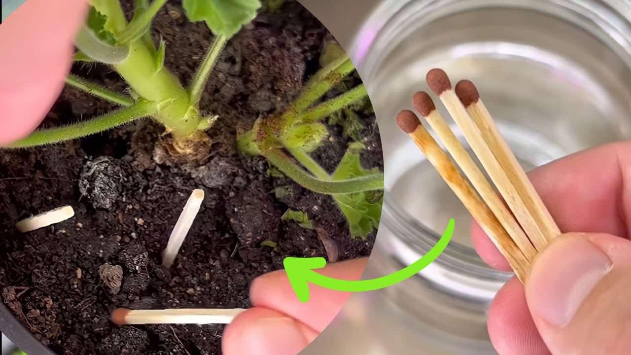 Utilizarea chibritelor în grădină pentru combaterea dăunătorilor ...