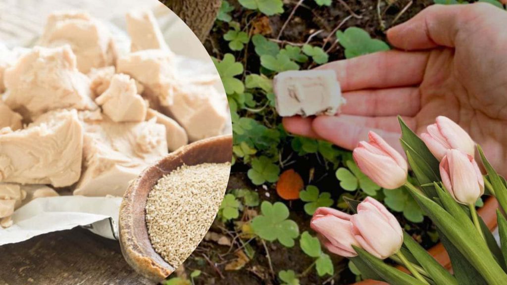 Cum se foloseste drojia în grădină ca remediu natural - IdeiPractice.ro