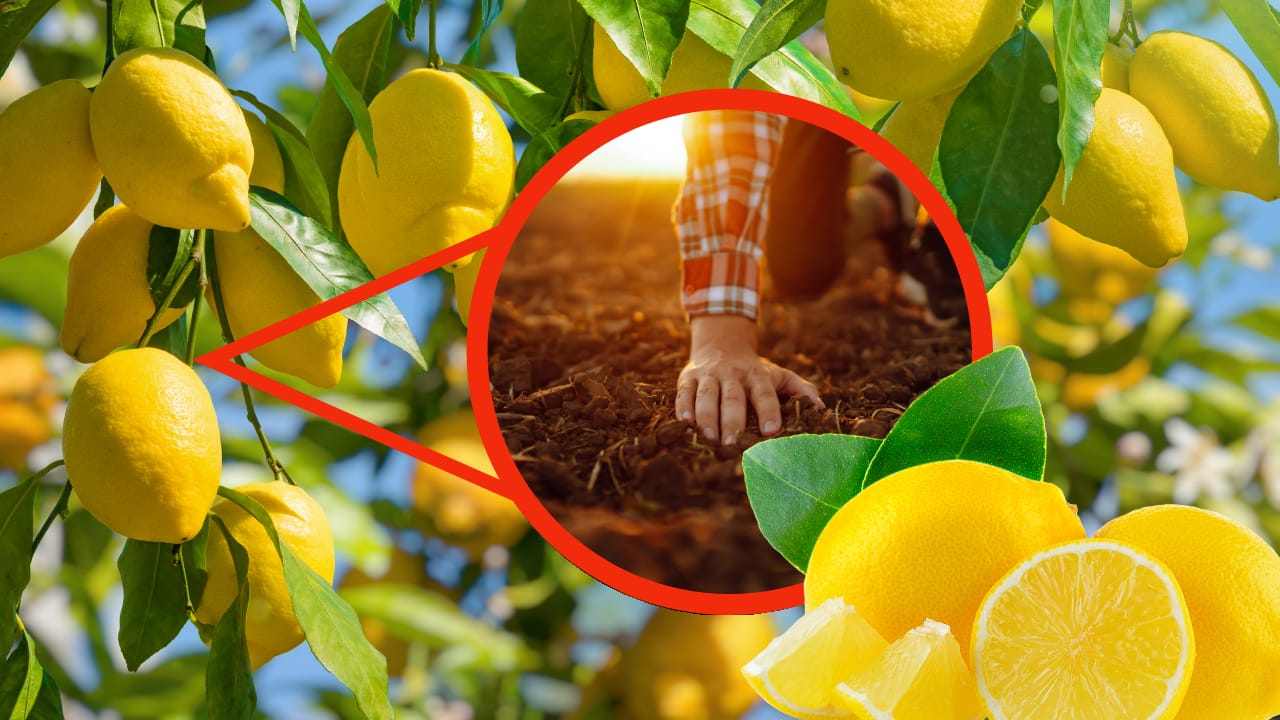 Lămâi în ghiveci: cum să-l fertilizați pentru a produce fructe ...