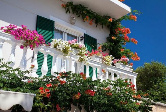 Top 5 cele mai frumoase plante de balcon cu flori - IdeiPractice.ro