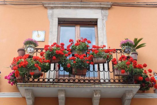 Top 5 cele mai frumoase plante de balcon cu flori - IdeiPractice.ro