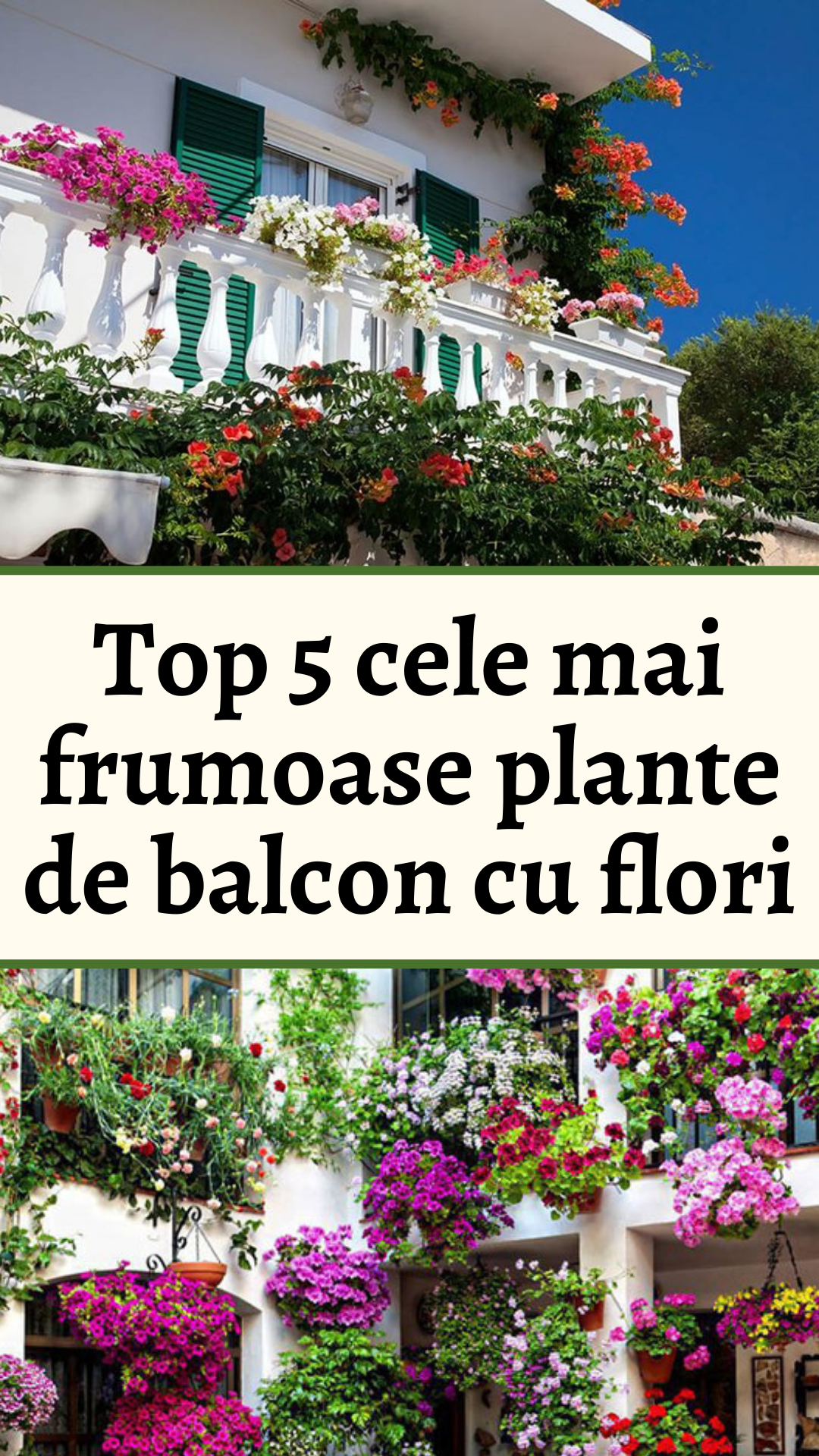 Top 5 cele mai frumoase plante de balcon cu flori - IdeiPractice.ro