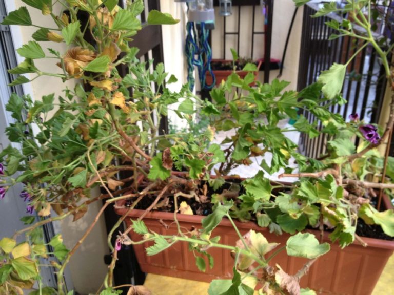 Mușcata, frunze galbene și arse: cauze și soluții - IdeiPractice.ro