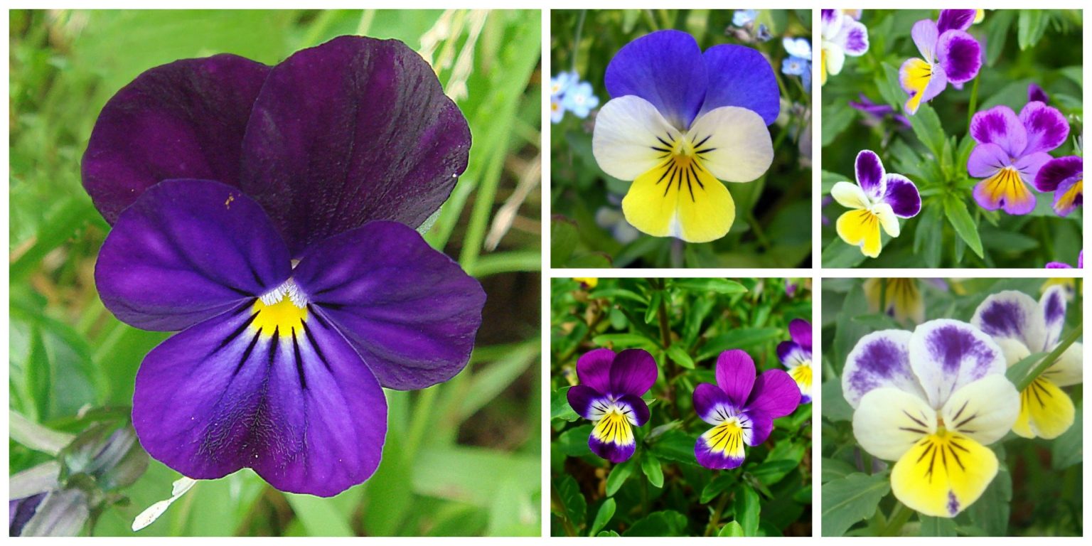 Panseluțe: cum să le plantezi și să le ingrijești - IdeiPractice.ro