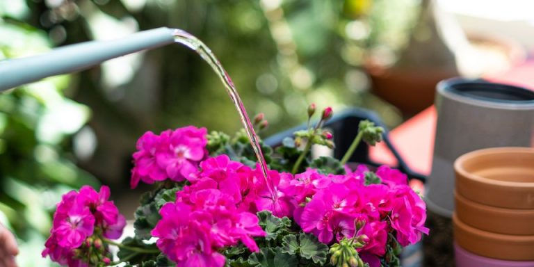 Mușcata: cum trebuie îngrijită pentru o înflorire frumoasă ...