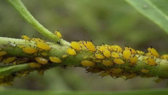 Soluții naturale pentru a elibera plantele și florile de paraziți ...