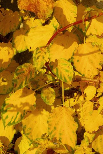 Plante cățărătoare: lista cu toate plantele cățărătoare din care poți ...