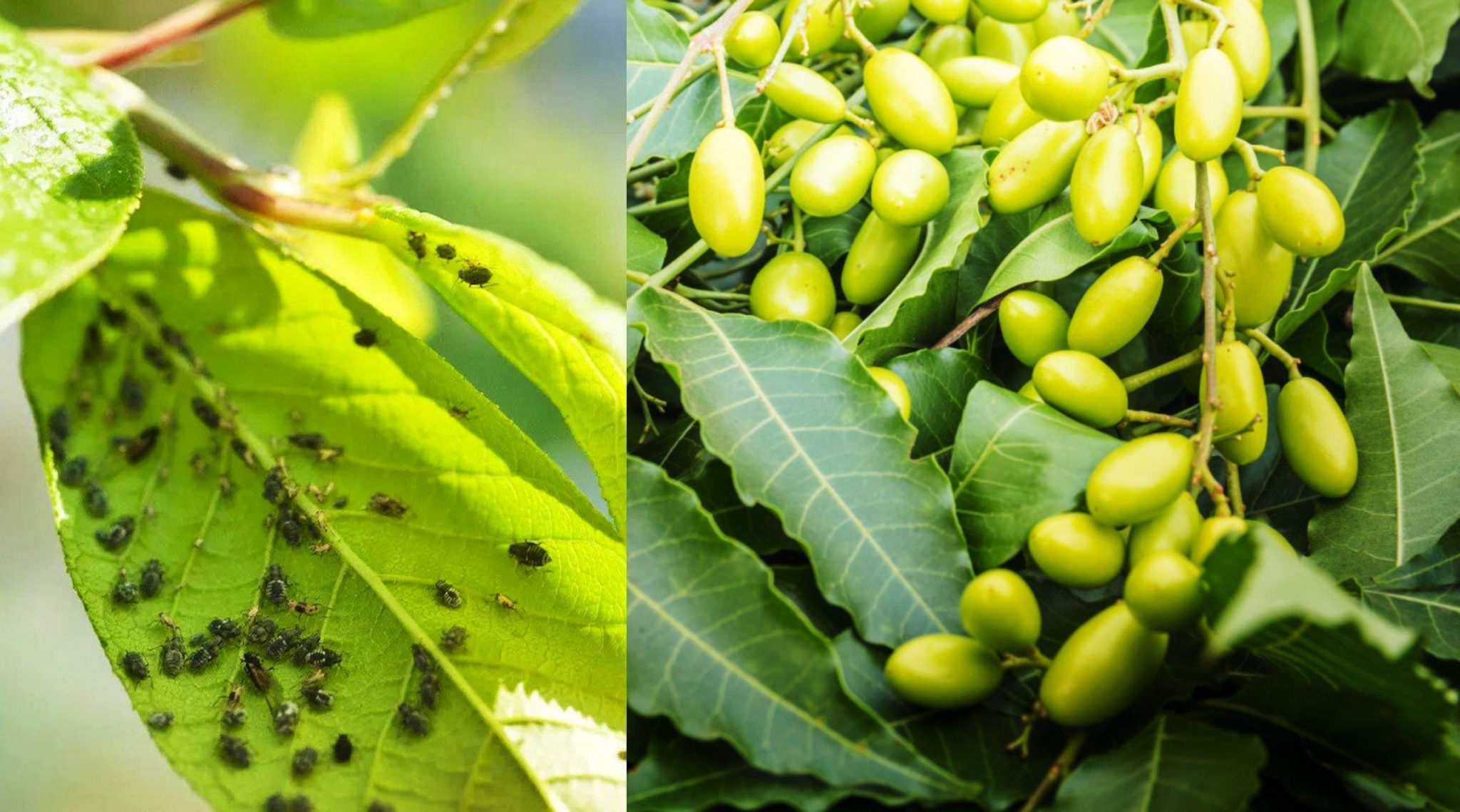 Soluții naturale pentru a elibera plantele și florile de paraziți ...