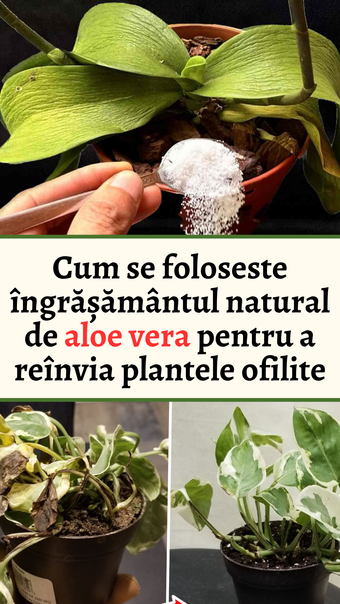 Cum se foloseste îngrășământul natural de aloe vera pentru a reînvia ...
