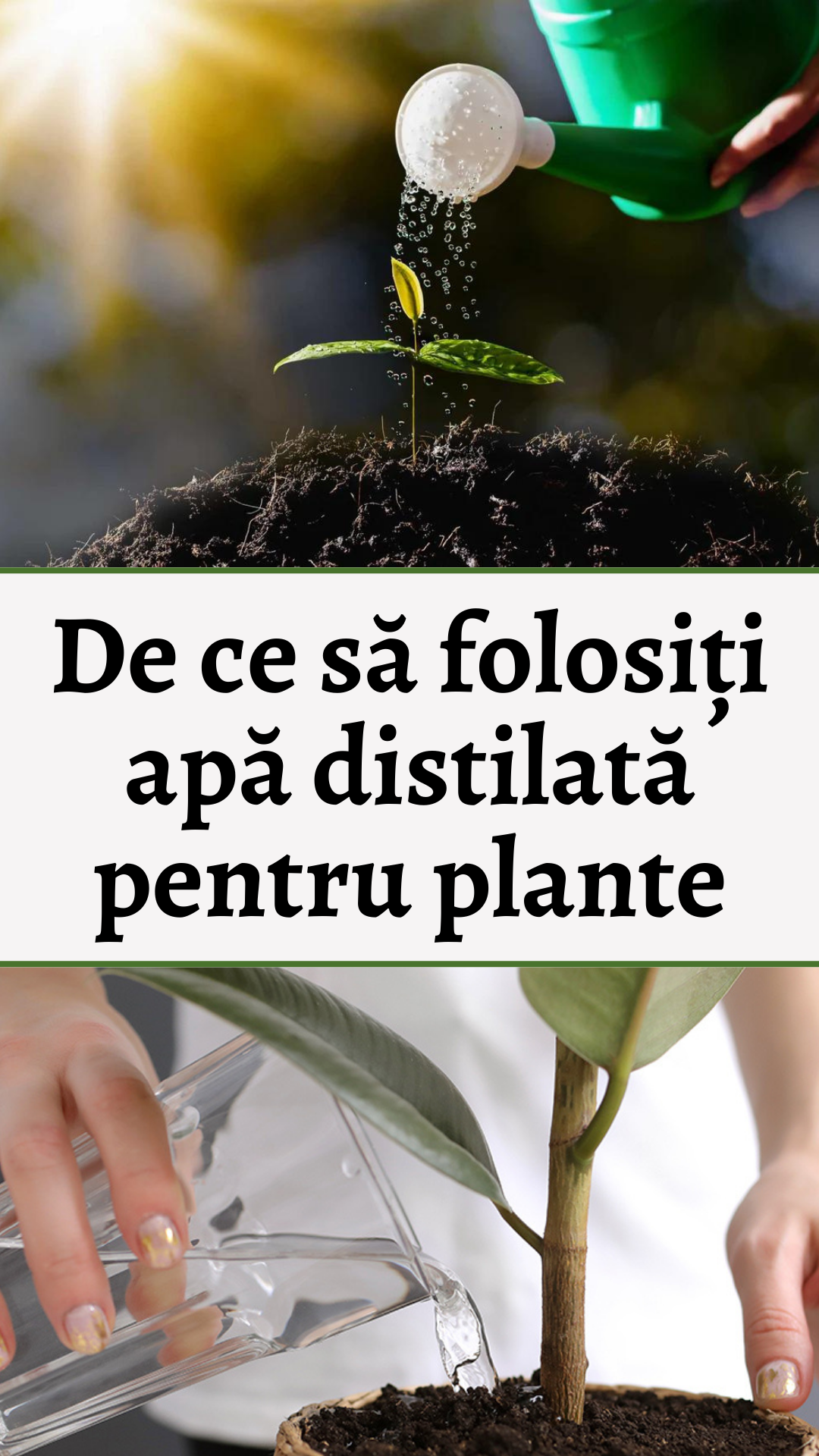 De ce să folosiți apă distilată pentru plante - IdeiPractice.ro