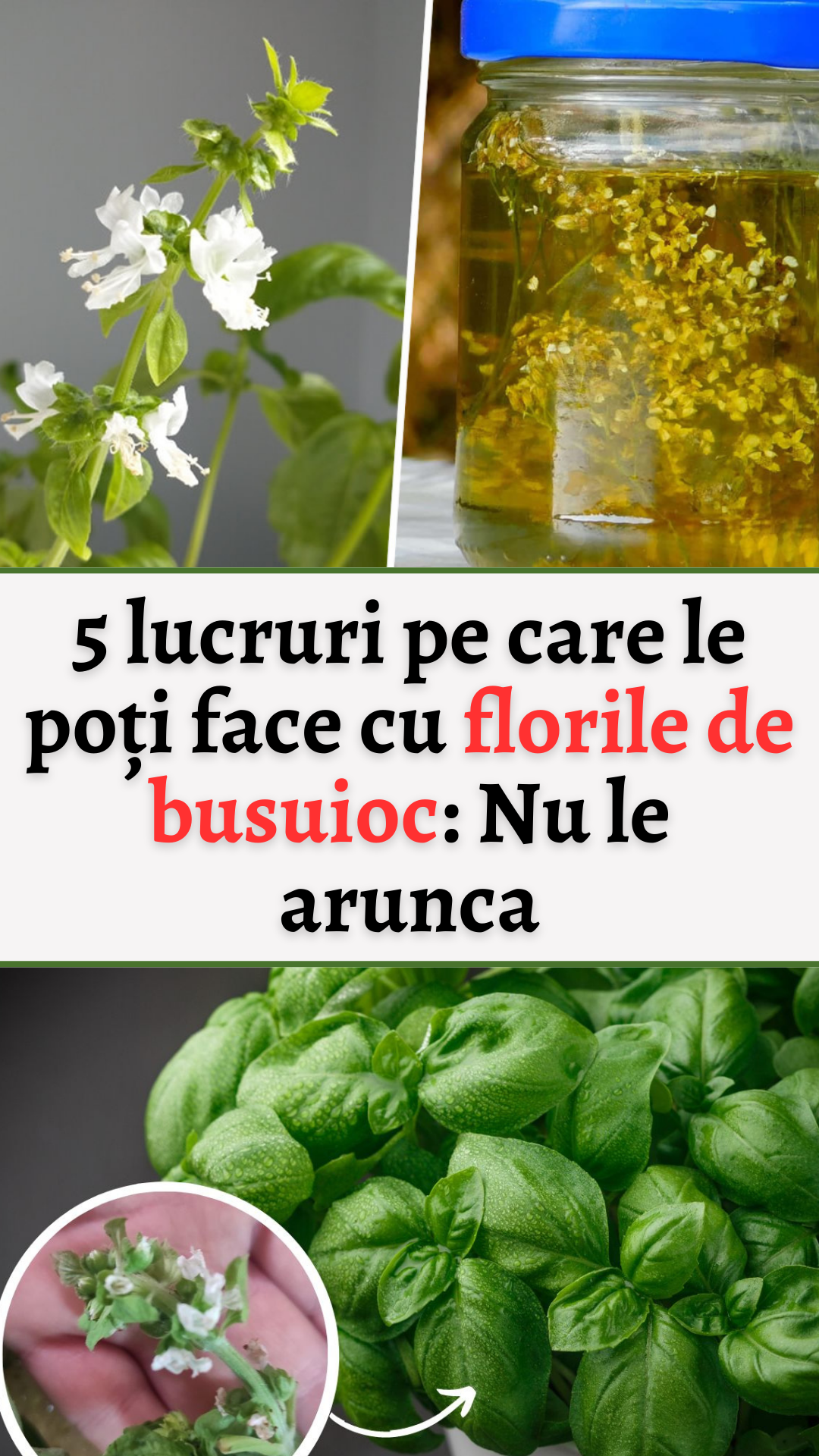 5 lucruri pe care le poți face cu florile de busuioc: Nu le arunca ...