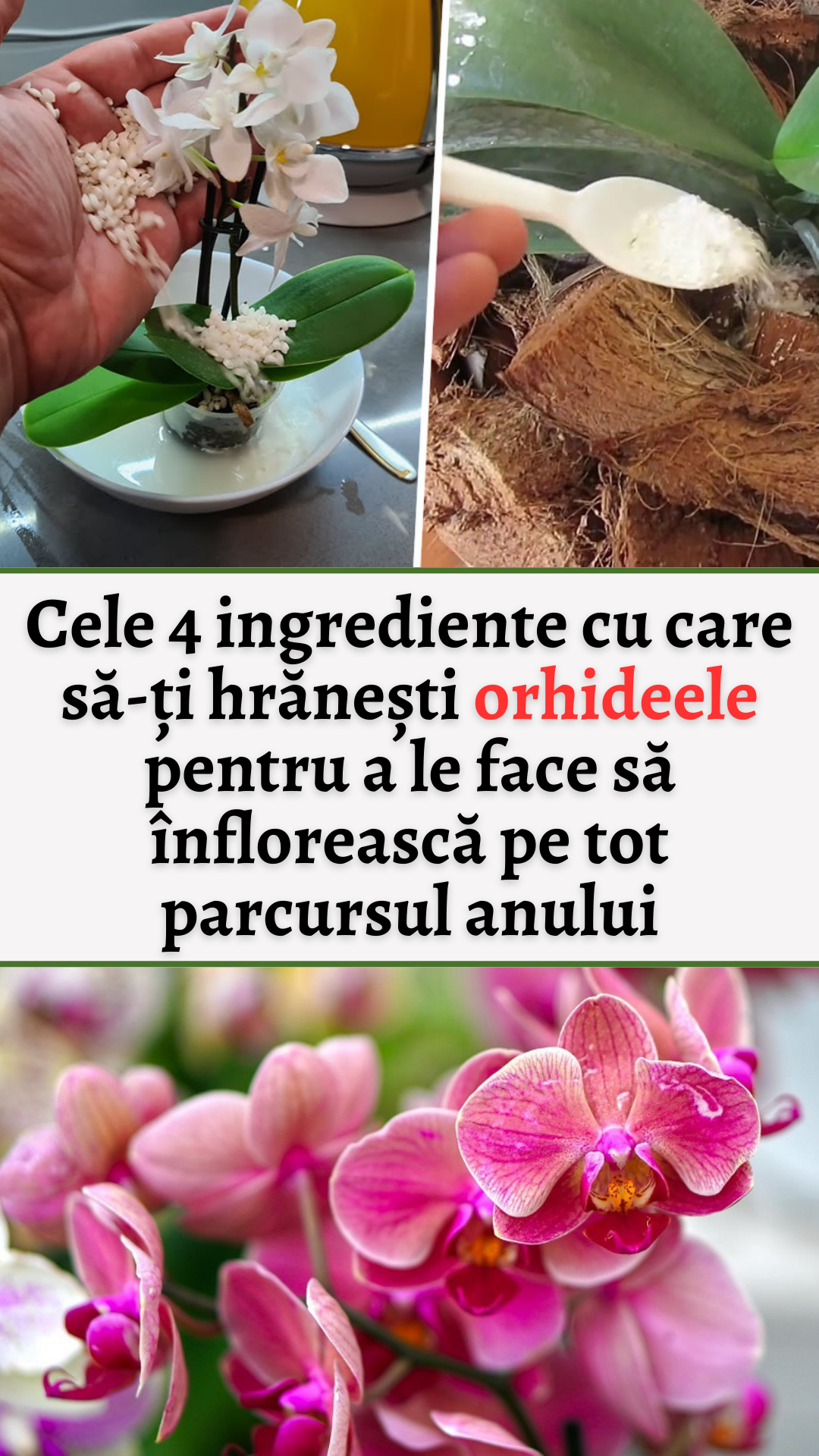 Cele 4 ingrediente cu care să-ți hrănești orhideele pentru a le face să ...